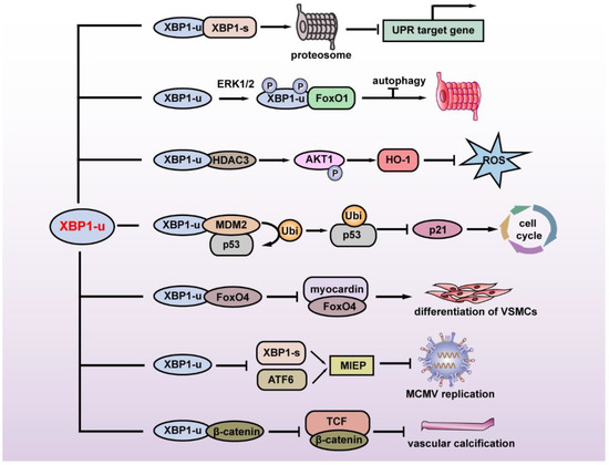 Spliced or Unspliced, That Is the Question: The Biological Roles of ...