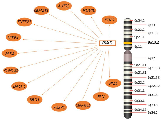 Genetic Biomarkers and Their Clinical Implications in B-Cell Acute ...