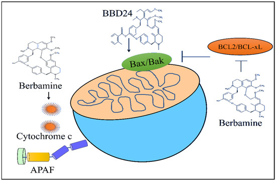 Regulation of Cell-Signaling Pathways by Berbamine in Different Cancers
