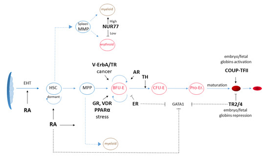 Role of Nuclear Receptors in Controlling Erythropoiesis