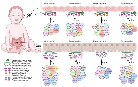IJMS | Free Full-Text | Exclusively Breastfed Infant Microbiota ...