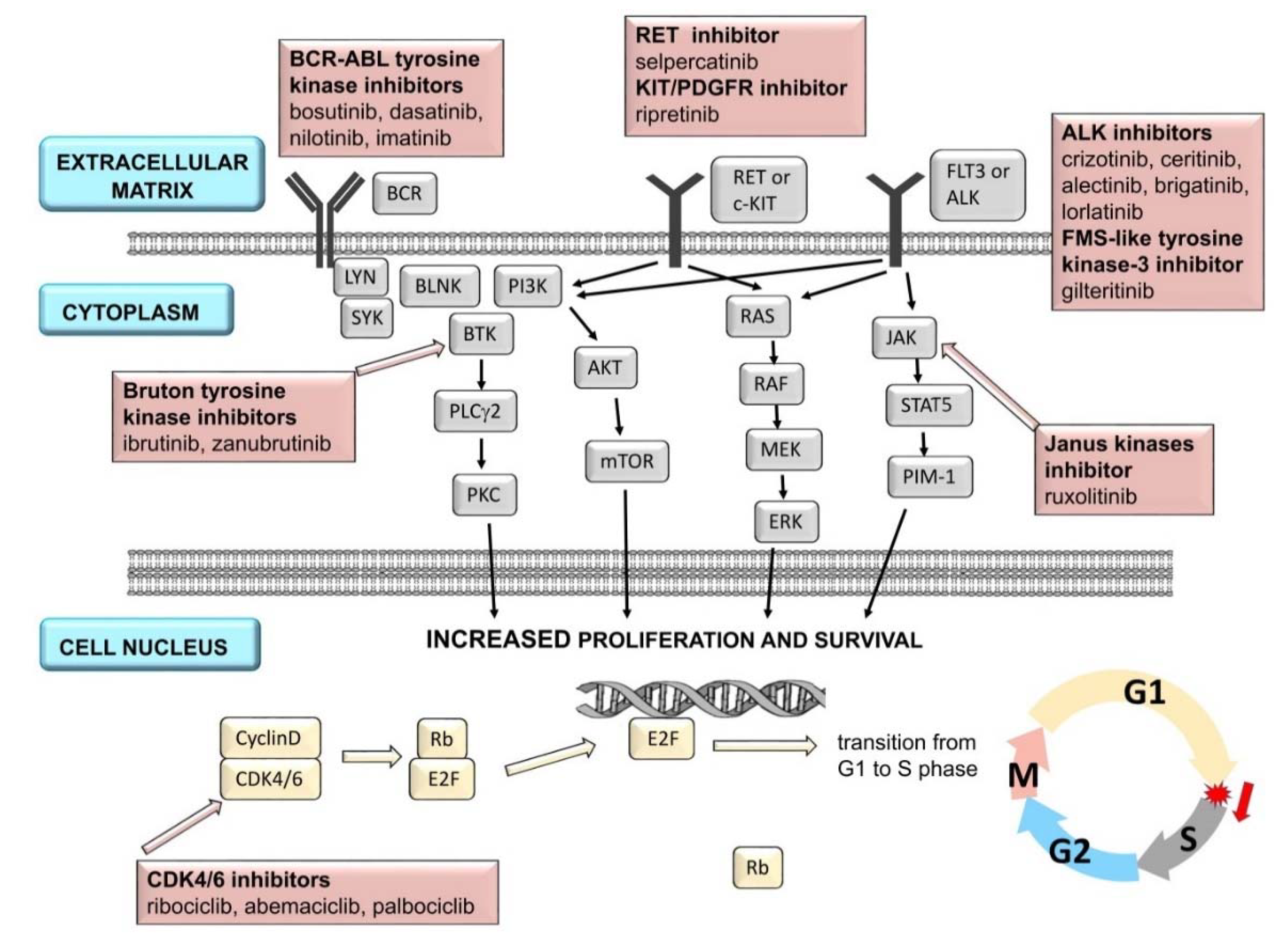 Cardiotoxicity Induced by Protein Kinase Inhibitors in Patients with Cancer
