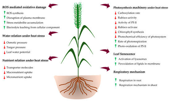 Impacts, Tolerance, Adaptation, and Mitigation of Heat Stress on Wheat ...