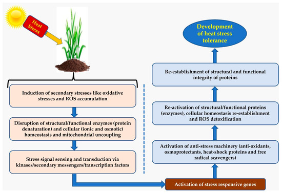 Impacts, Tolerance, Adaptation, and Mitigation of Heat Stress on Wheat ...