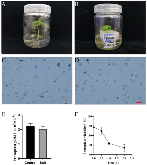 Protoplast Dissociation and Transcriptome Analysis Provides Insights to ...