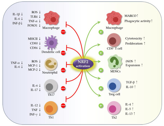 Recent Advances in Understanding Nrf2 Agonism and Its Potential ...