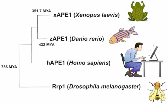 Comparative Analysis of Exo- and Endonuclease Activities of APE1-like ...