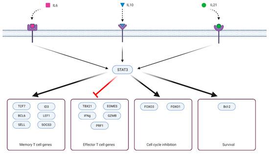 STAT3 Role in T-Cell Memory Formation