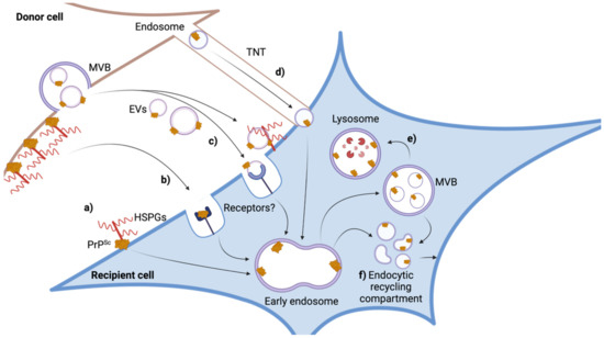 Propagation and Dissemination Strategies of Transmissible Spongiform ...