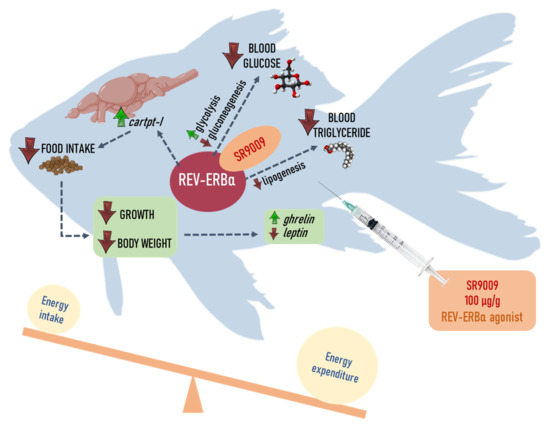 IJMS | Special Issue : Endocrine Control of Fish Metabolism
