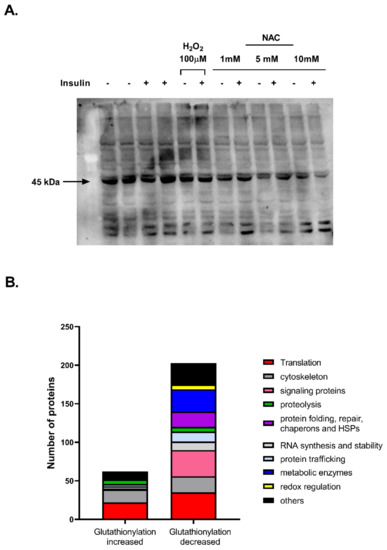 Complexity of NAC Action as an Antidiabetic Agent: Opposing Effects of ...