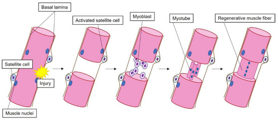 Development and Regeneration of Muscle, Tendon, and Myotendinous ...