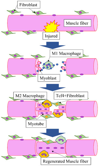 Development and Regeneration of Muscle, Tendon, and Myotendinous ...