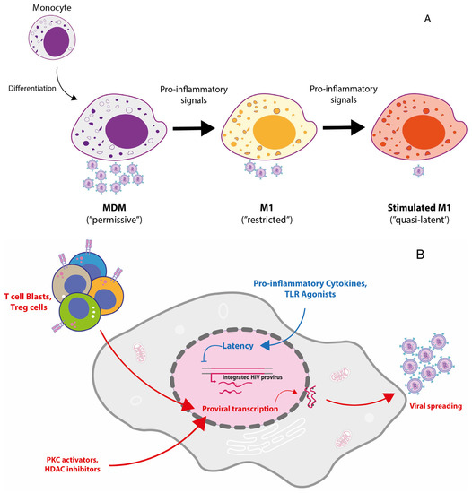 Host Restriction Factors Modulating HIV Latency and Replication in ...