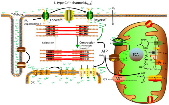 Mitochondrial Ca2+ Homeostasis: Emerging Roles and Clinical ...