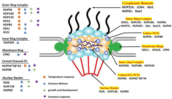 Function of Nuclear Pore Complexes in Regulation of Plant Defense Signaling