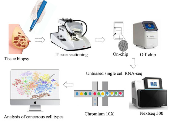 IJMS | Free Full-Text | Single-Cell RNA Sequencing with Spatial ...