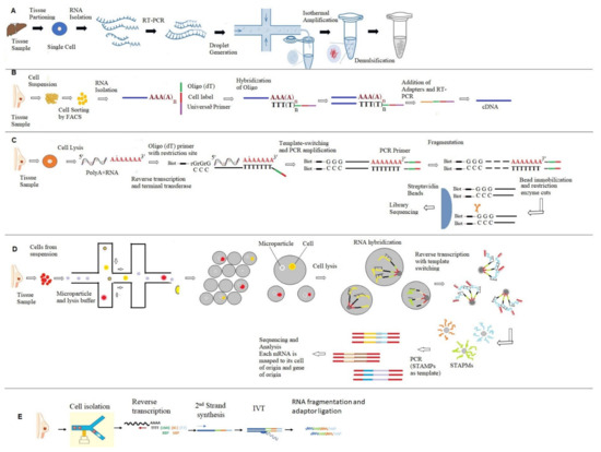 Single-Cell RNA Sequencing with Spatial Transcriptomics of Cancer Tissues