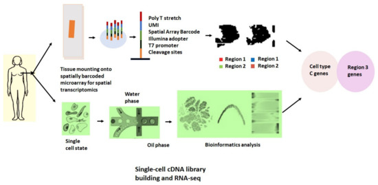 Single-Cell RNA Sequencing with Spatial Transcriptomics of Cancer Tissues