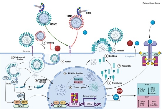 IJMS | Free Full-Text | Human C1q Regulates Influenza A Virus Infection ...