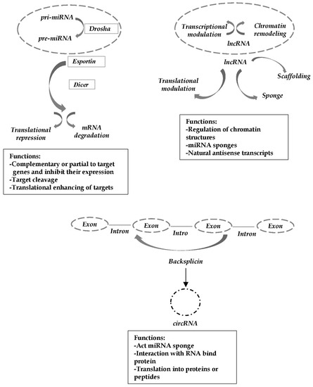 Non-Coding RNAs: New Biomarkers and Therapeutic Targets for Temporal ...