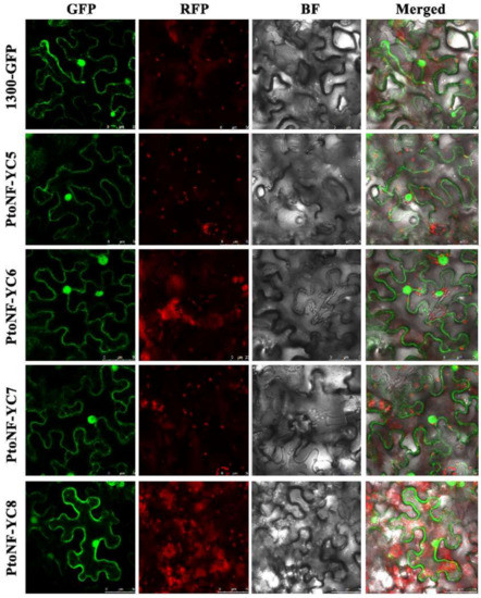 Comprehensive Analyses of Four PtoNF-YC Genes from Populus tomentosa ...