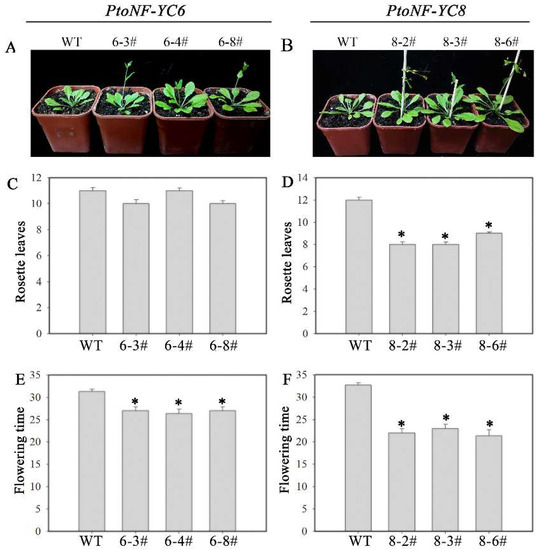 Comprehensive Analyses of Four PtoNF-YC Genes from Populus tomentosa ...