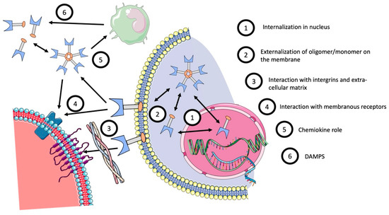 Galectin-3 in Kidney Diseases: From an Old Protein to a New Therapeutic ...