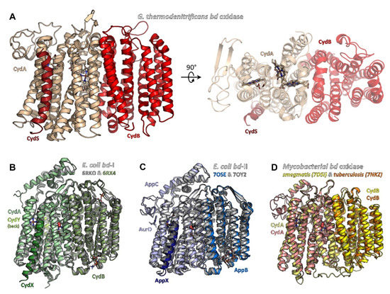 Recent Advances in Structural Studies of Cytochrome bd and Its ...