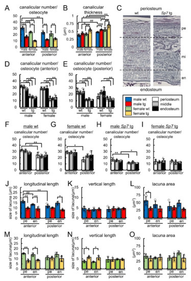 IJMS | Free Full-Text | Sp7 Transgenic Mice with a Markedly Impaired ...