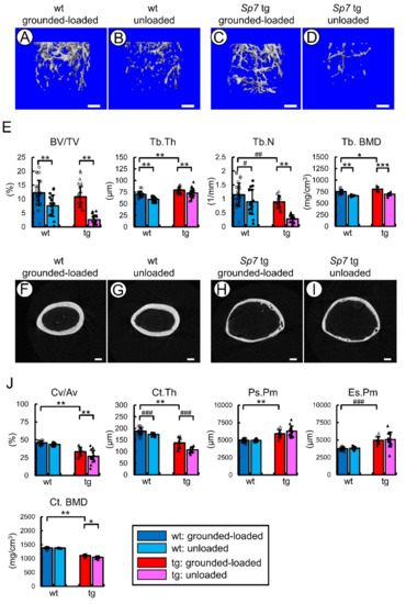 IJMS | Free Full-Text | Sp7 Transgenic Mice with a Markedly Impaired ...