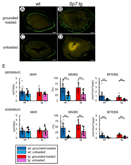 IJMS | Free Full-Text | Sp7 Transgenic Mice with a Markedly Impaired ...