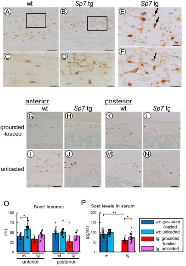 IJMS | Free Full-Text | Sp7 Transgenic Mice with a Markedly Impaired ...