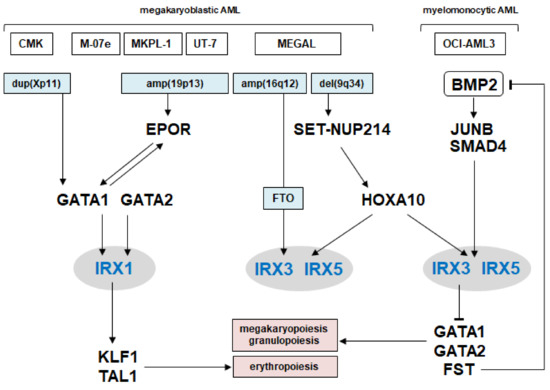 IJMS | Free Full-Text | The Hematopoietic TALE-Code Shows Normal ...