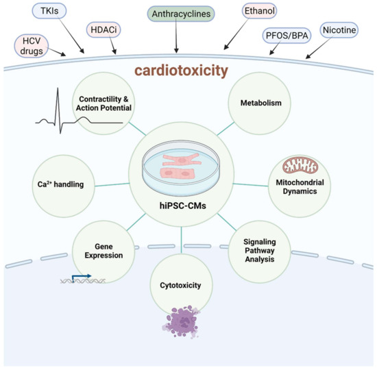 IJMS | Free Full-Text | Chronic Cardiotoxicity Assays Using Human Induced Pluripotent Stem Cell ...