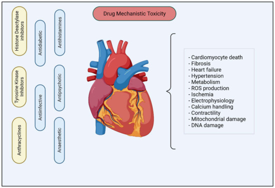 IJMS | Free Full-Text | Chronic Cardiotoxicity Assays Using Human ...