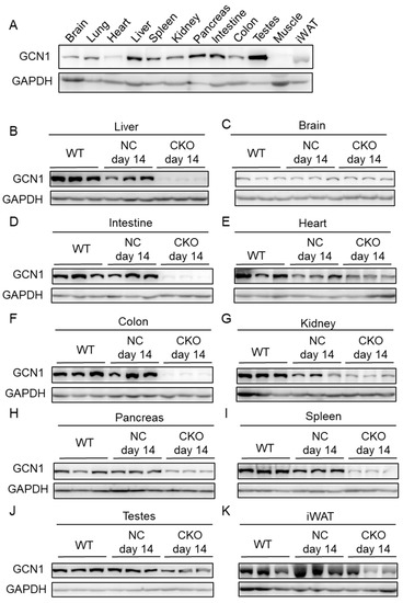 Inducible Systemic Gcn1 Deletion in Mice Leads to Transient Body Weight ...