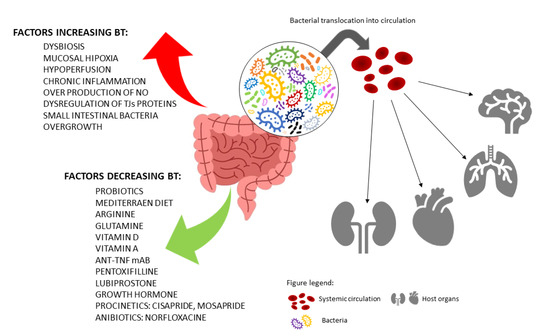 Preventing Bacterial Translocation in Patients with Leaky Gut Syndrome ...
