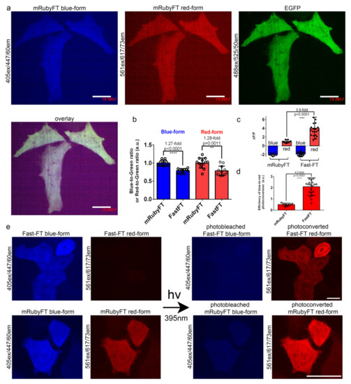The mRubyFT Protein, Genetically Encoded Blue-to-Red Fluorescent Timer