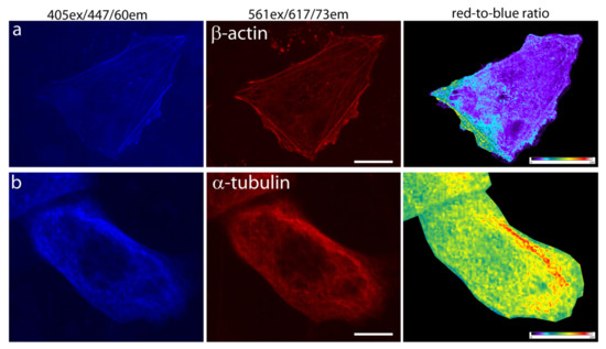 The mRubyFT Protein, Genetically Encoded Blue-to-Red Fluorescent Timer