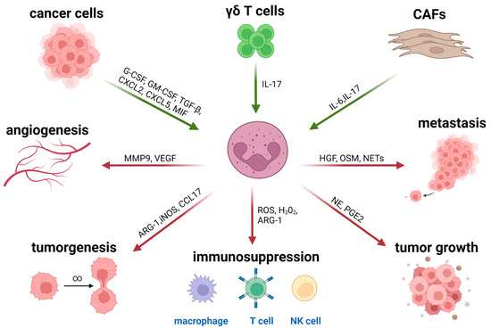 Tumor-Mediated Neutrophil Polarization and Therapeutic Implications