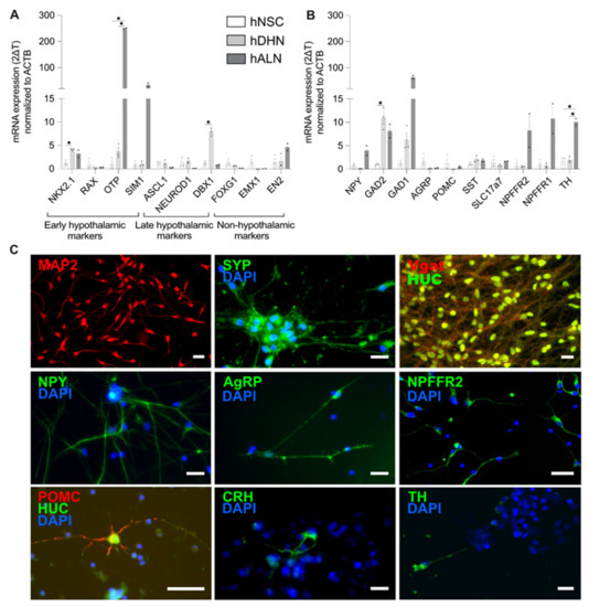IJMS | Free Full-Text | NPFF Decreases Activity of Human Arcuate NPY ...