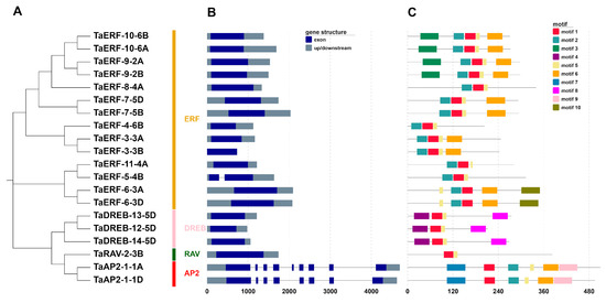 Transcriptomic Identification of Wheat AP2/ERF Transcription Factors ...