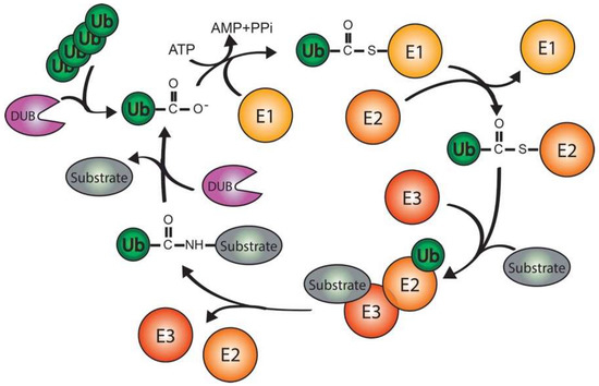 Insights in Post-Translational Modifications: Ubiquitin and SUMO