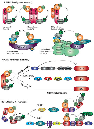 Insights in Post-Translational Modifications: Ubiquitin and SUMO