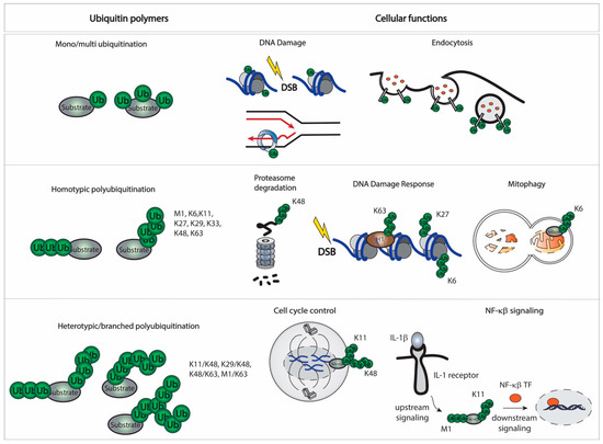 Insights in Post-Translational Modifications: Ubiquitin and SUMO