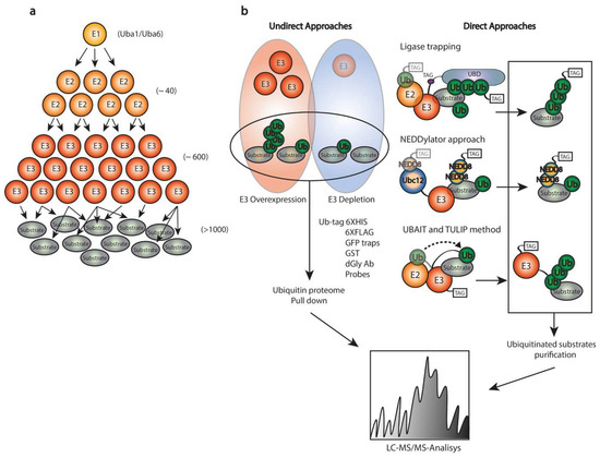 Insights in Post-Translational Modifications: Ubiquitin and SUMO