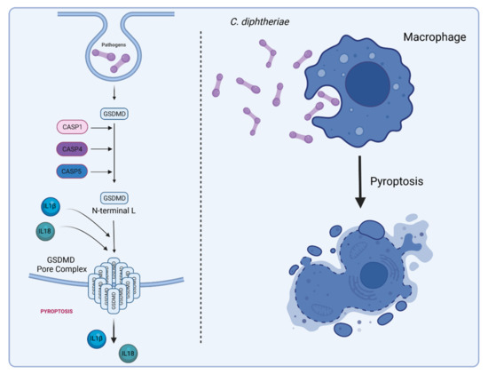 Interactions between the Re-Emerging Pathogen Corynebacterium ...