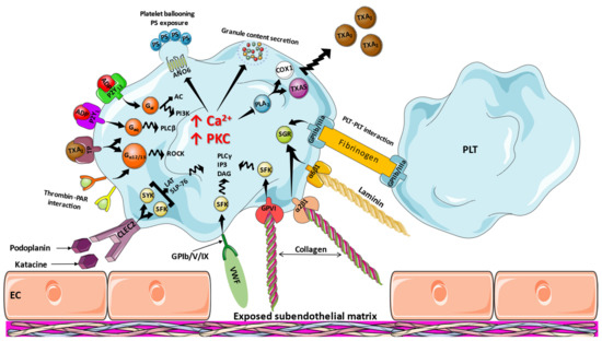 Factors Associated with Platelet Activation-Recent Pharmaceutical ...
