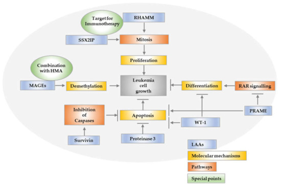 Increasing Role of Targeted Immunotherapies in the Treatment of AML